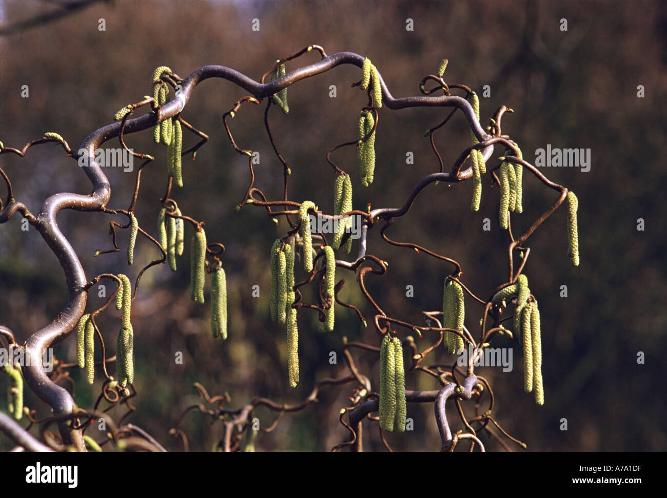 Corylus avellana contorta hi-res stock photography and images - Alamy