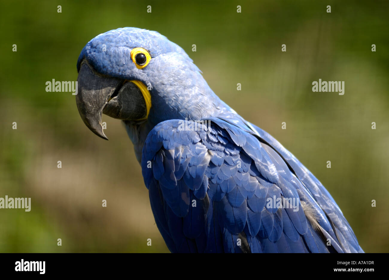 Hyacinth Macaw Parrot in captivity at a Zoo, England Stock Photo - Alamy