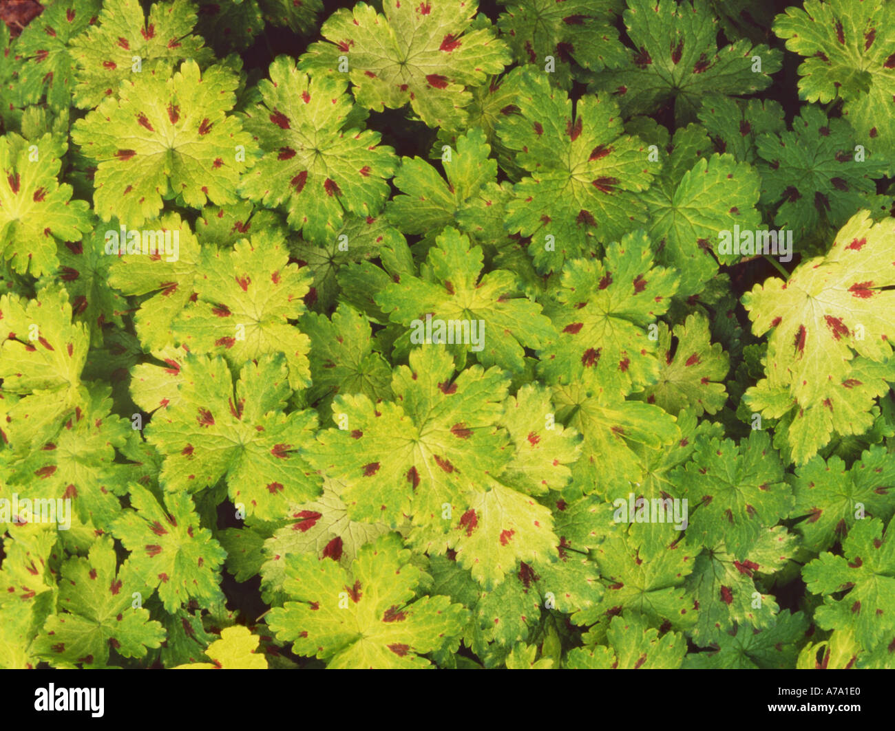 Geranium x monacense Muldoon Foliage Stock Photo - Alamy