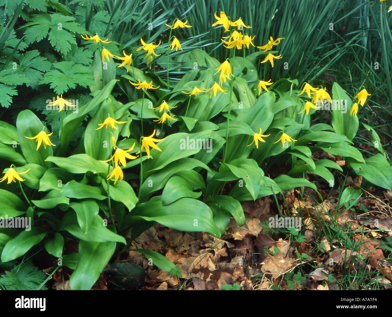 Erythronium shade hi-res stock photography and images - Alamy