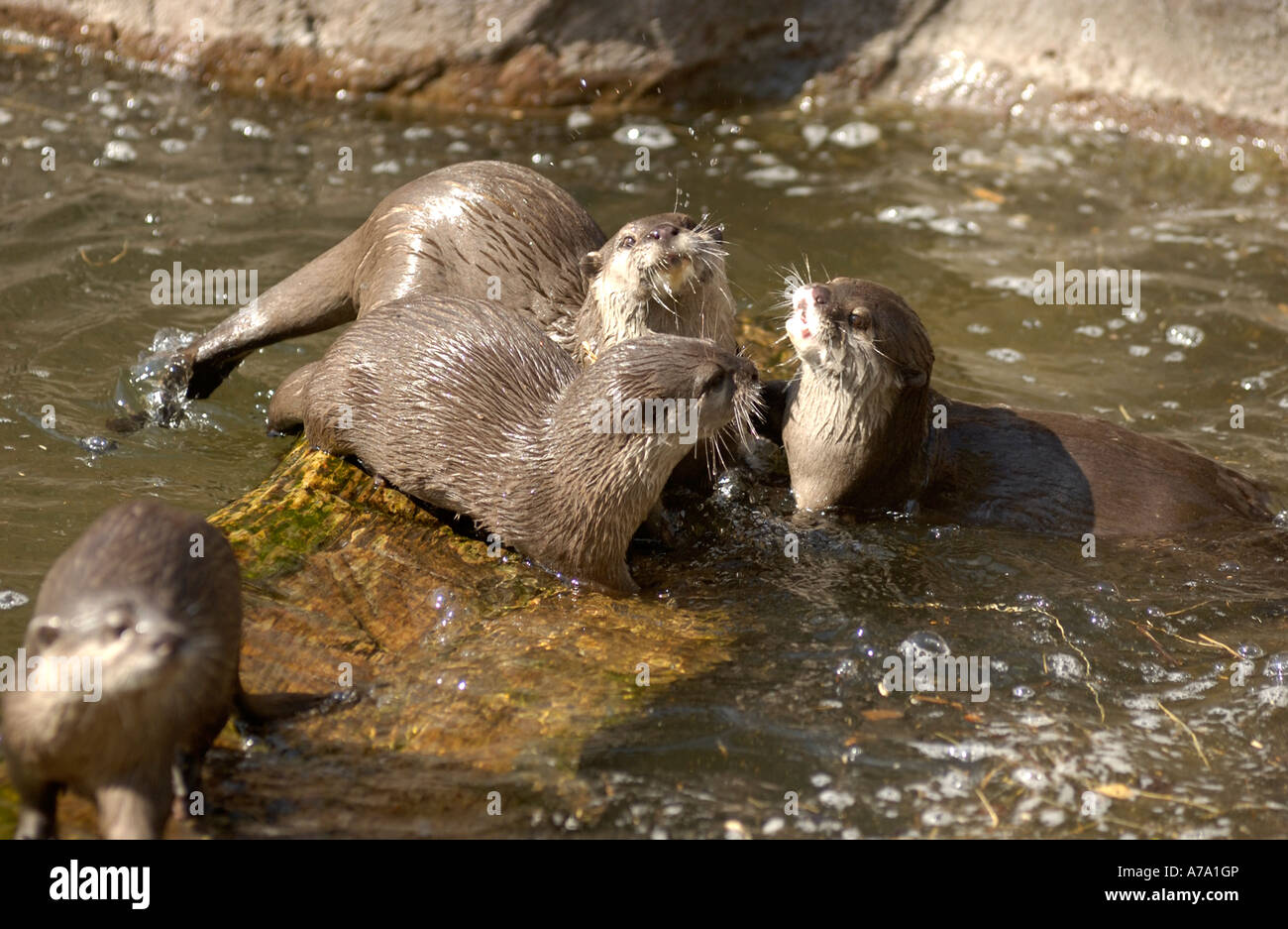 Oriental small-clawed otters playing in the spring sunshine at a Zoo ...