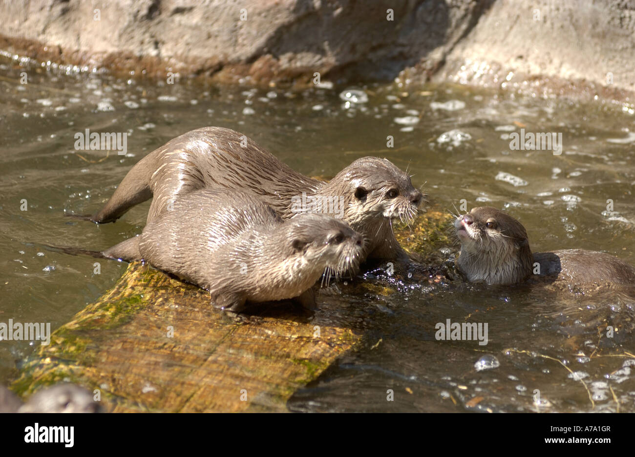 Oriental small-clawed otters playing in the spring sunshine at a Zoo ...