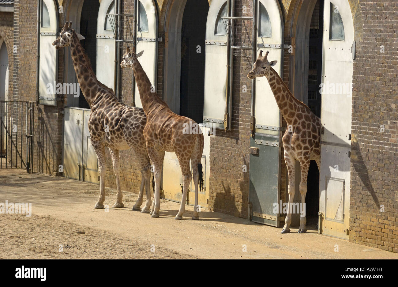 Giraffe captivity zoo hi-res stock photography and images - Alamy