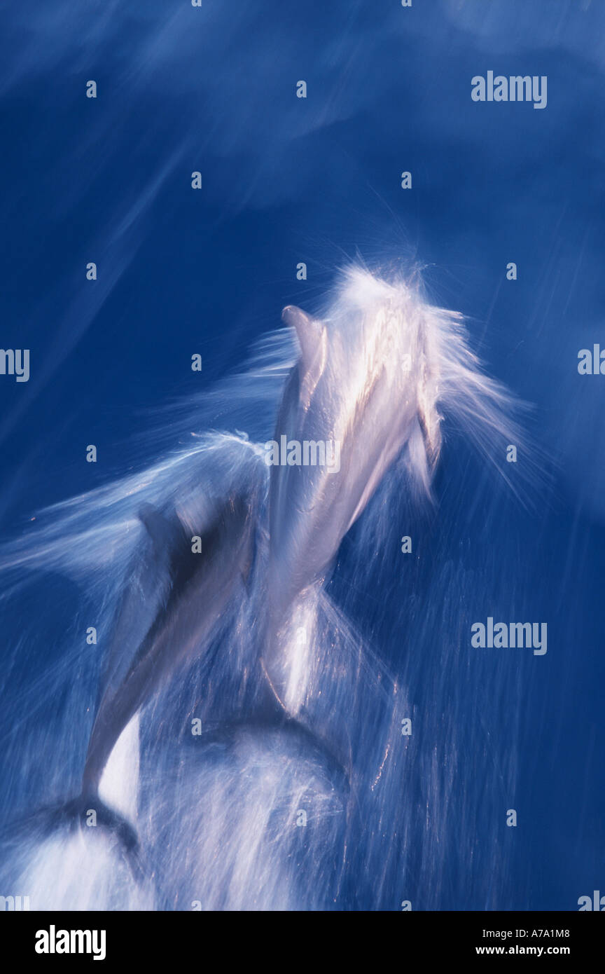 Spinner dolphins Stenella longirostris riding a bow wave Palau ...