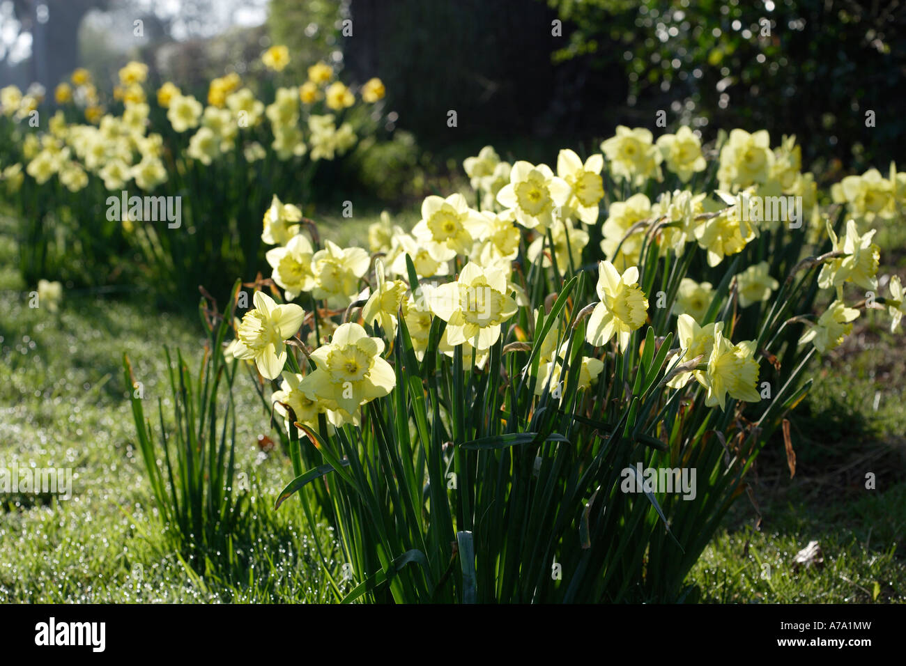 Daffodil flowers in spring Stock Photo - Alamy