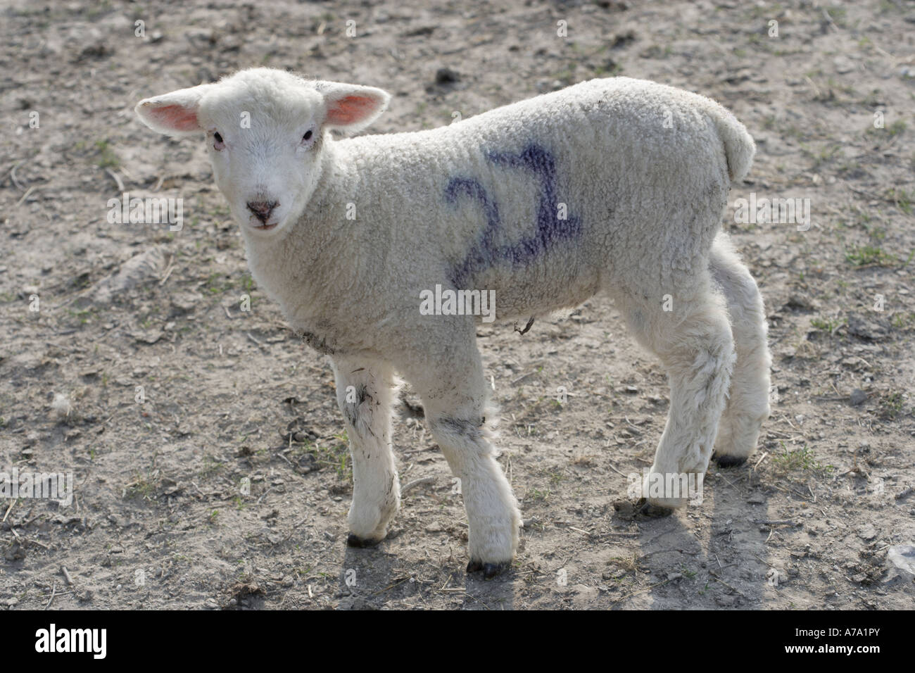 Lambed hi-res stock photography and images - Alamy