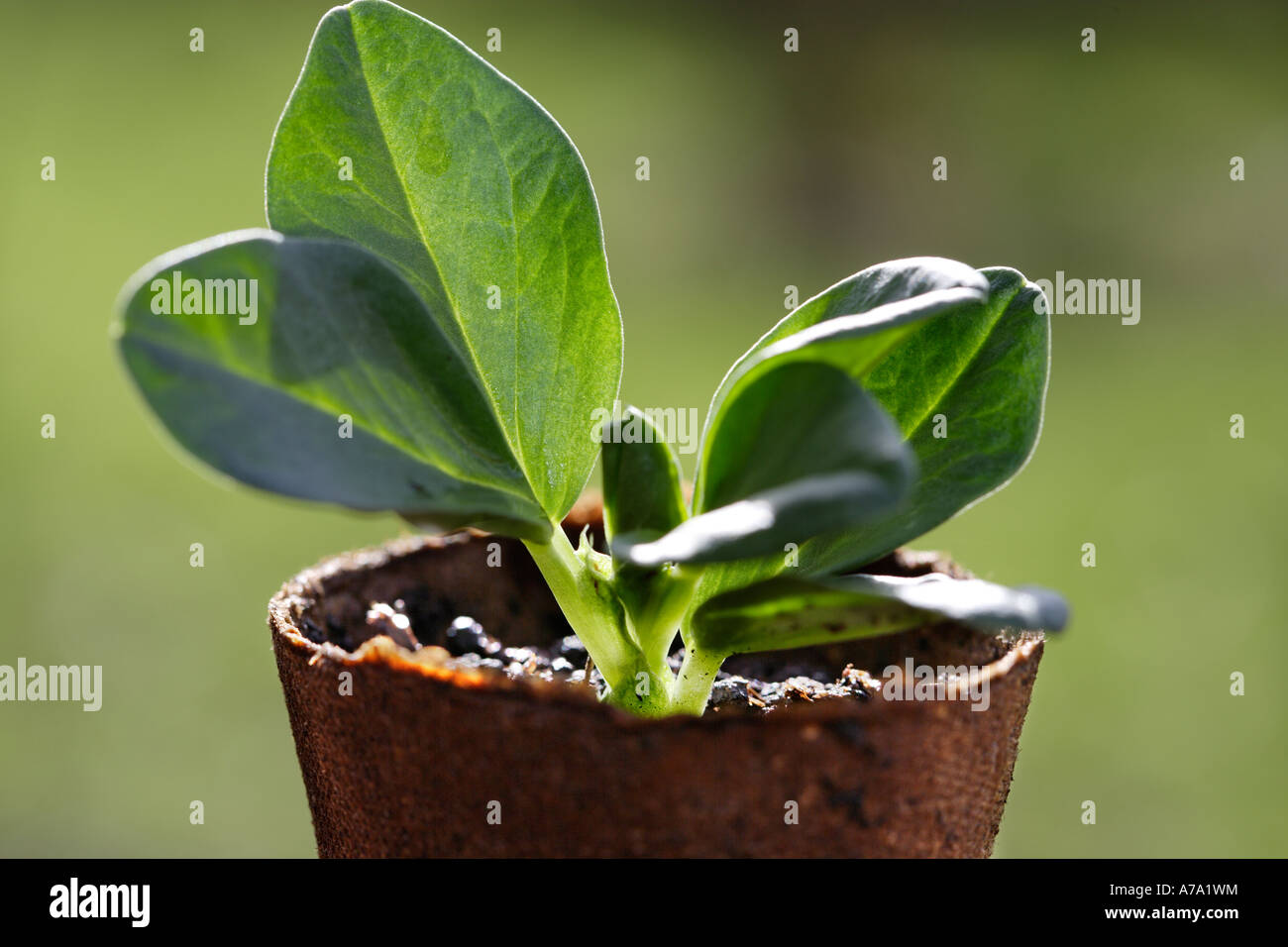 Seedling growing in a pot Stock Photo - Alamy