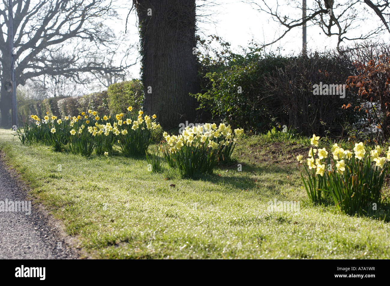Daf daffodil hi-res stock photography and images - Alamy