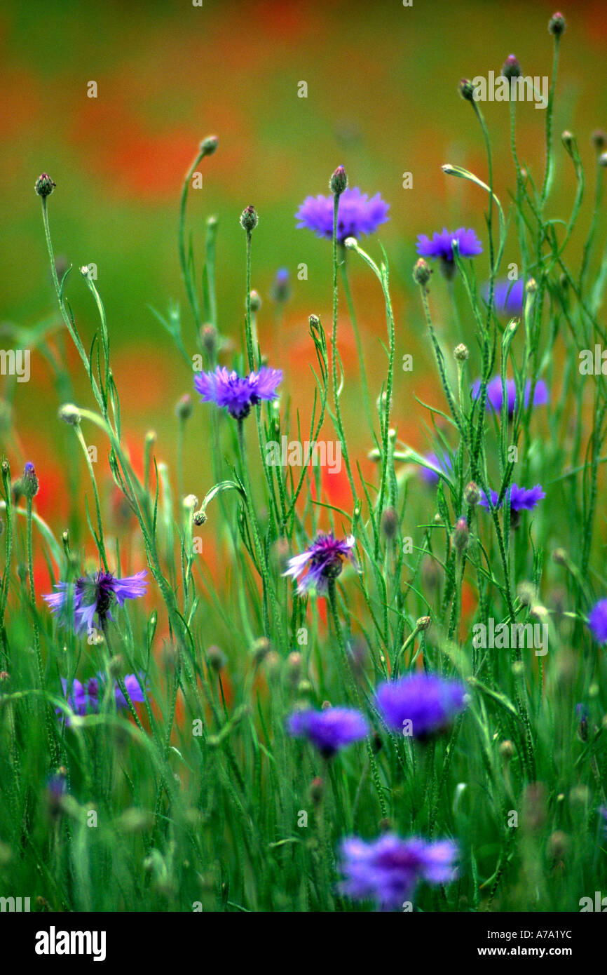 Cornflowers growing in a meadow Stock Photo - Alamy