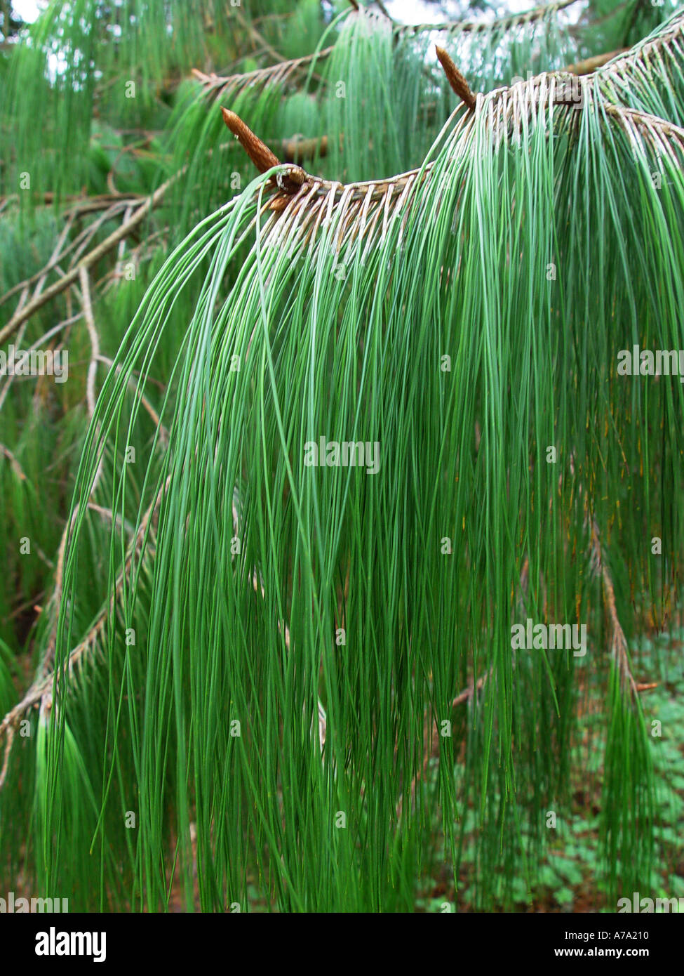 Pinus patula hi-res stock photography and images - Alamy