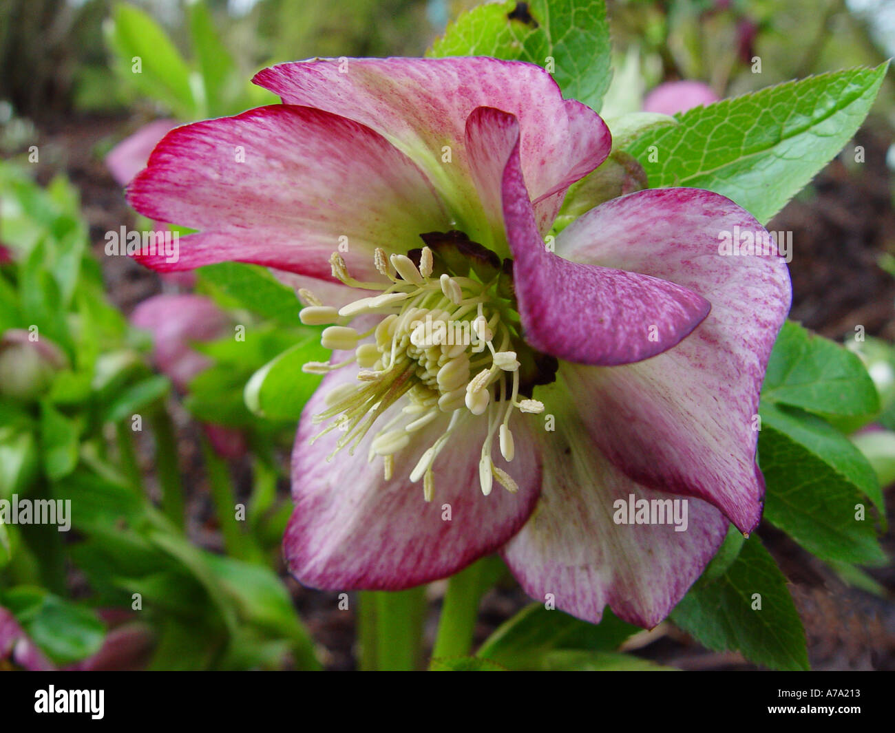 Red helleborus hi-res stock photography and images - Alamy