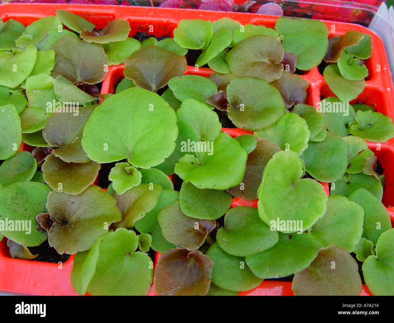Begonia semperflorens hi-res stock photography and images - Alamy