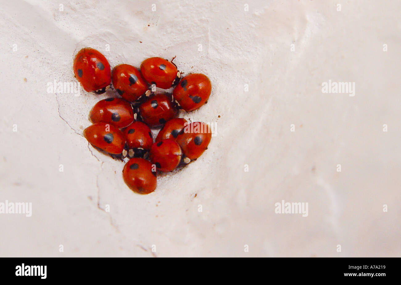 Baby ladybirds hi-res stock photography and images - Alamy