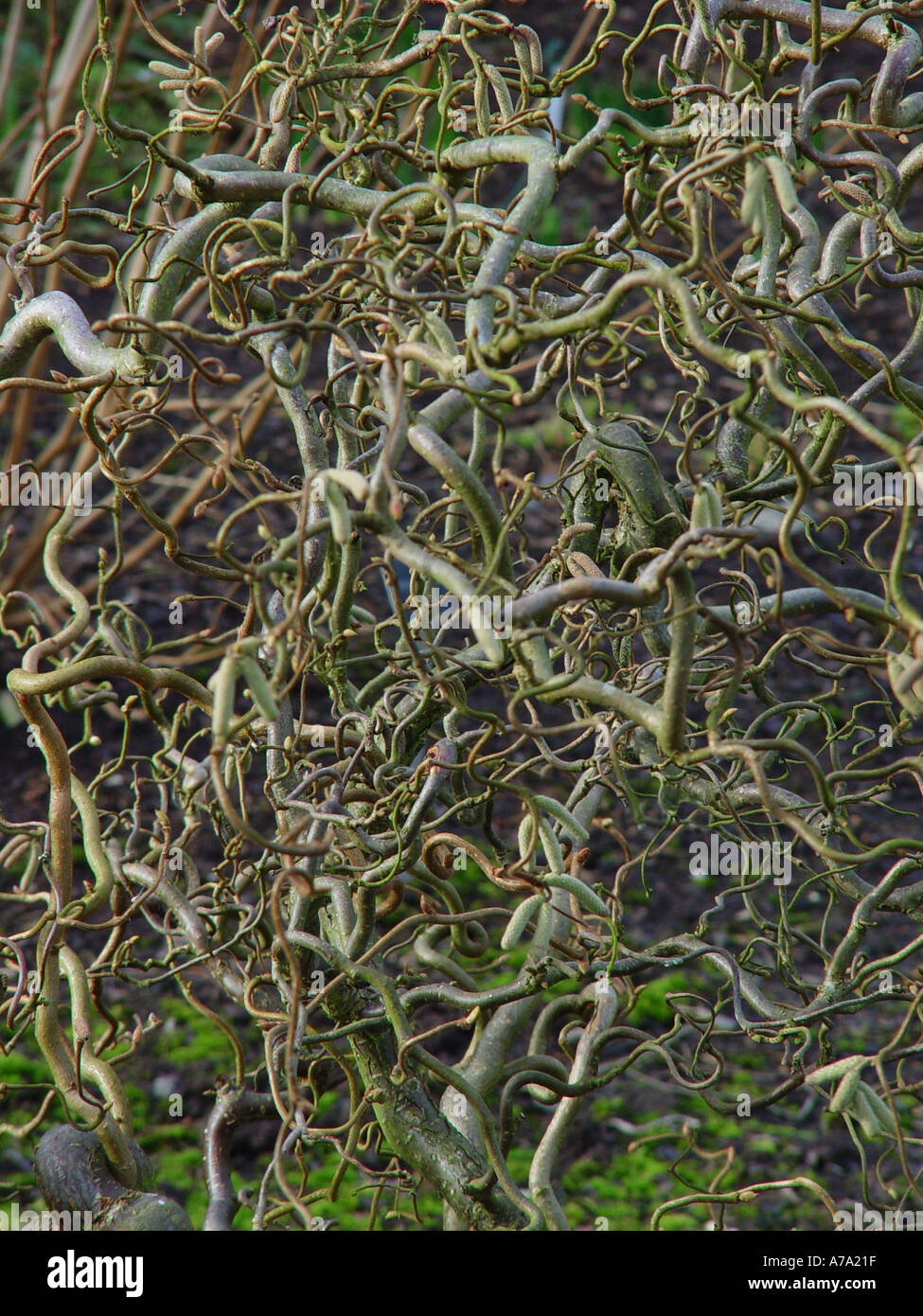 Contorted hazel corylus avellana contorta hi-res stock photography and ...
