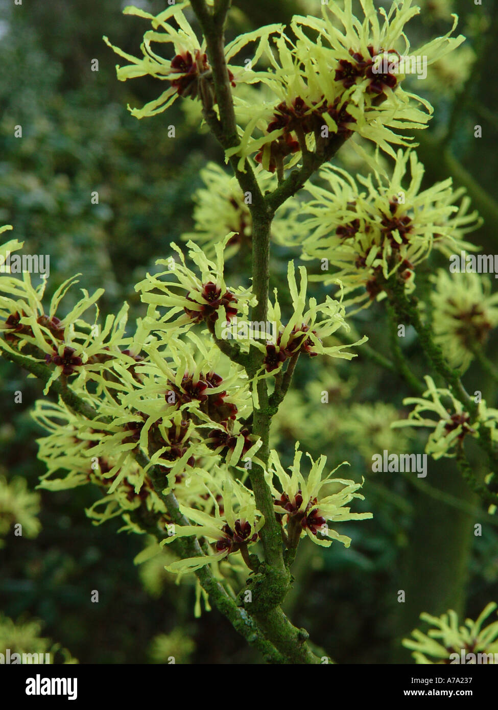 Hamamelis x intermedia Sunburst Stock Photo - Alamy