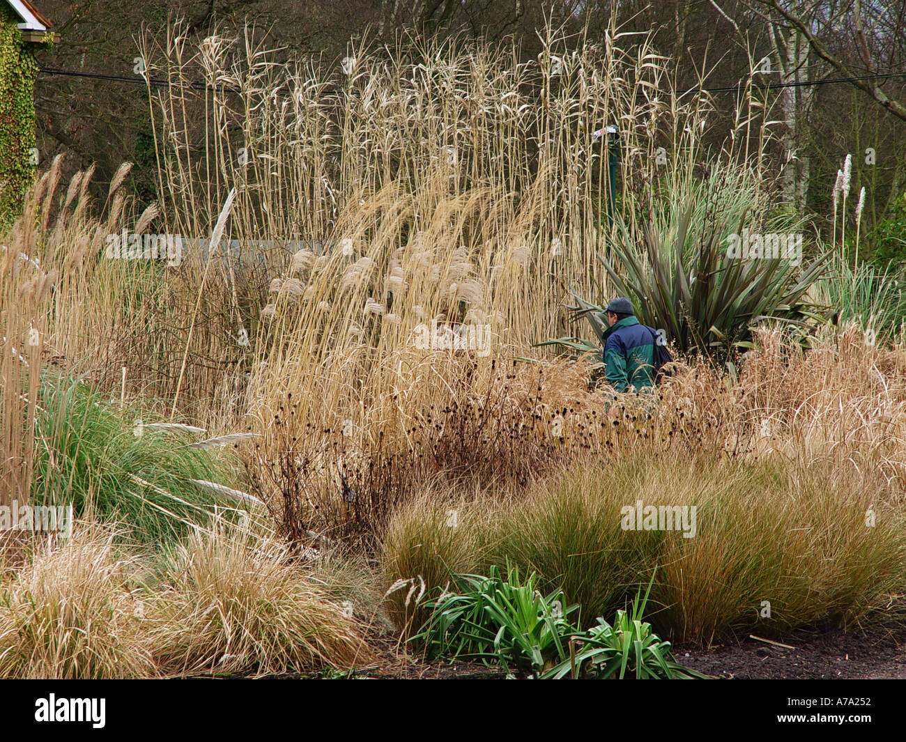Autumn colours ornamental grasses Stock Photo - Alamy