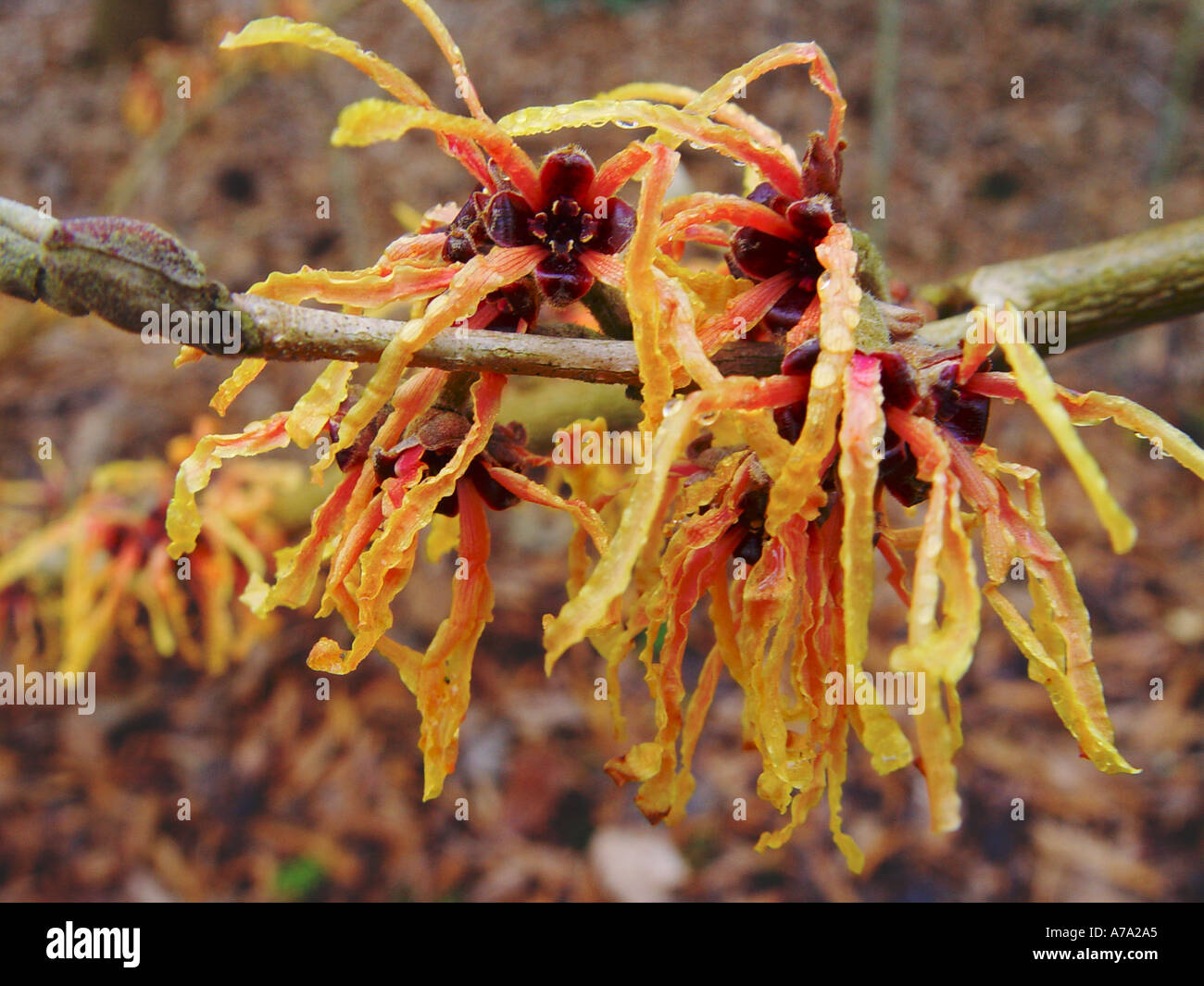 Hamamelis x intermedia aurora hi-res stock photography and images - Alamy