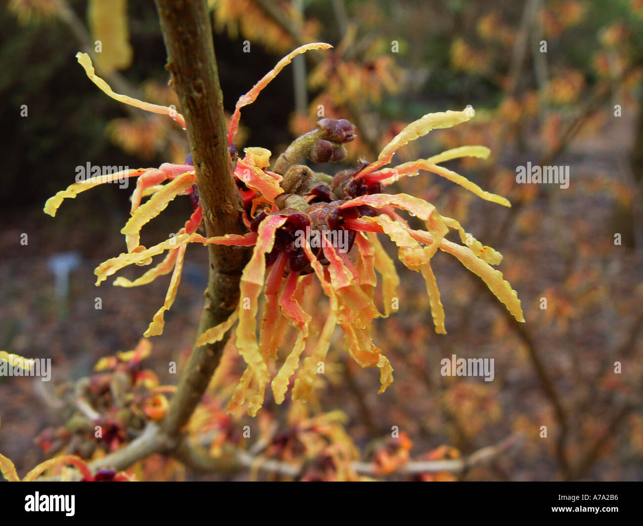 Witch hazel aurora hi-res stock photography and images - Alamy