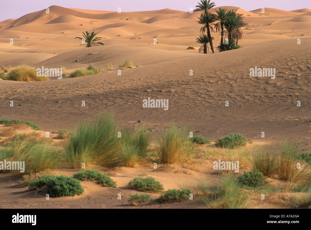 Scarce vegetation hi-res stock photography and images - Alamy