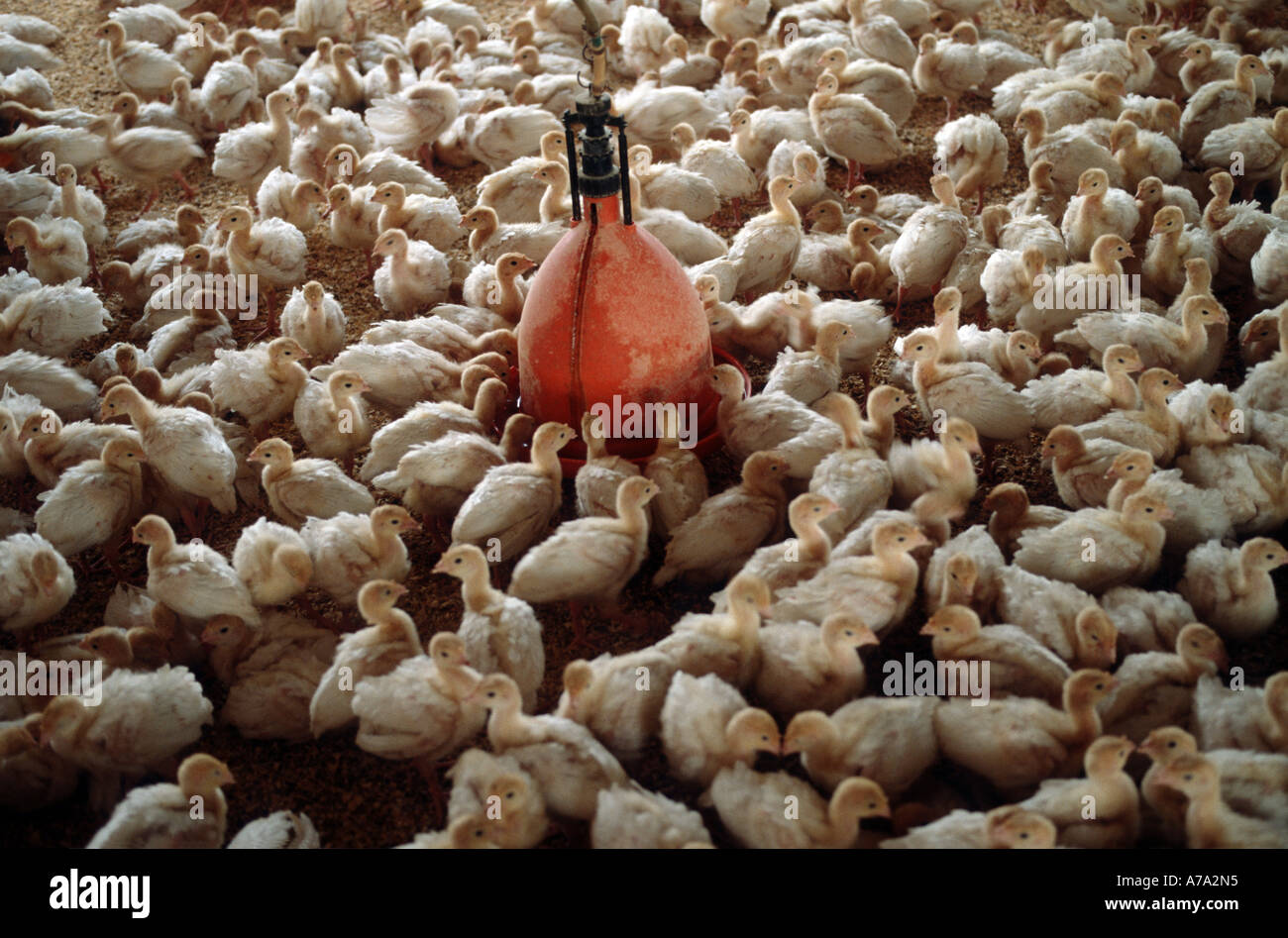 Bird farm turkey livestock breed indoors interior animals cultivation ...