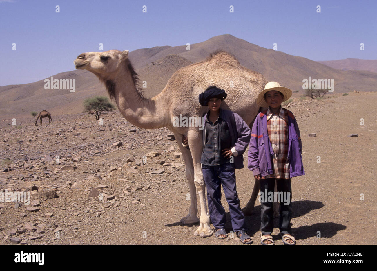 berber children africa camel pose Stock Photo - Alamy