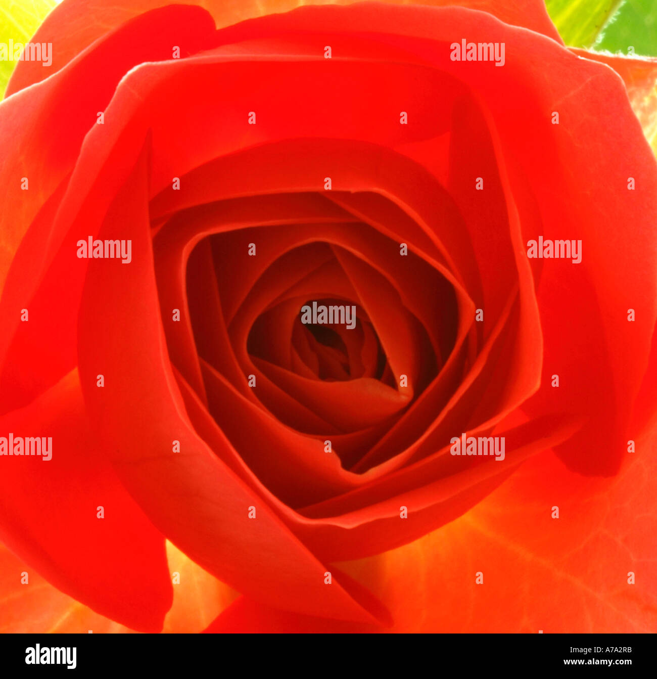A Red Rose Opening Stock Photo - Alamy