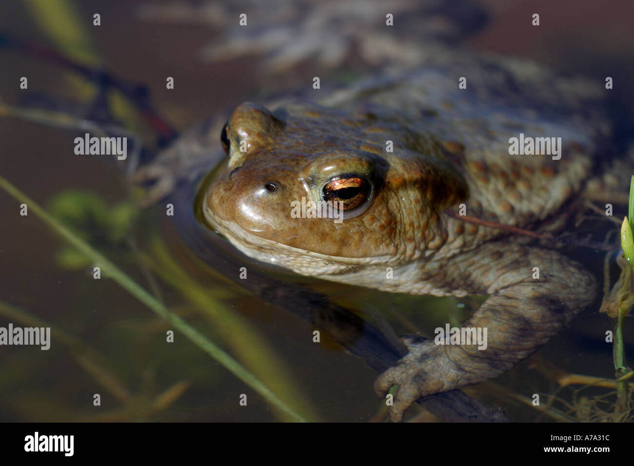 Common Toad Bufo bufo at breeding pond England Stock Photo - Alamy