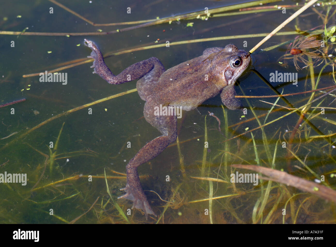 Common Frog rana temporaria in pond in Spring. UK Stock Photo - Alamy