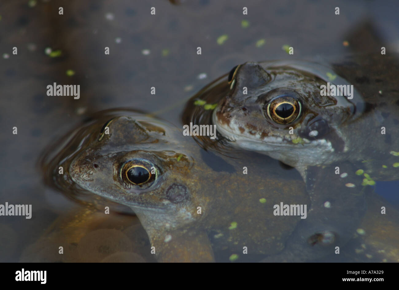 Common Frogs in amplexus rana temporaria England Stock Photo - Alamy