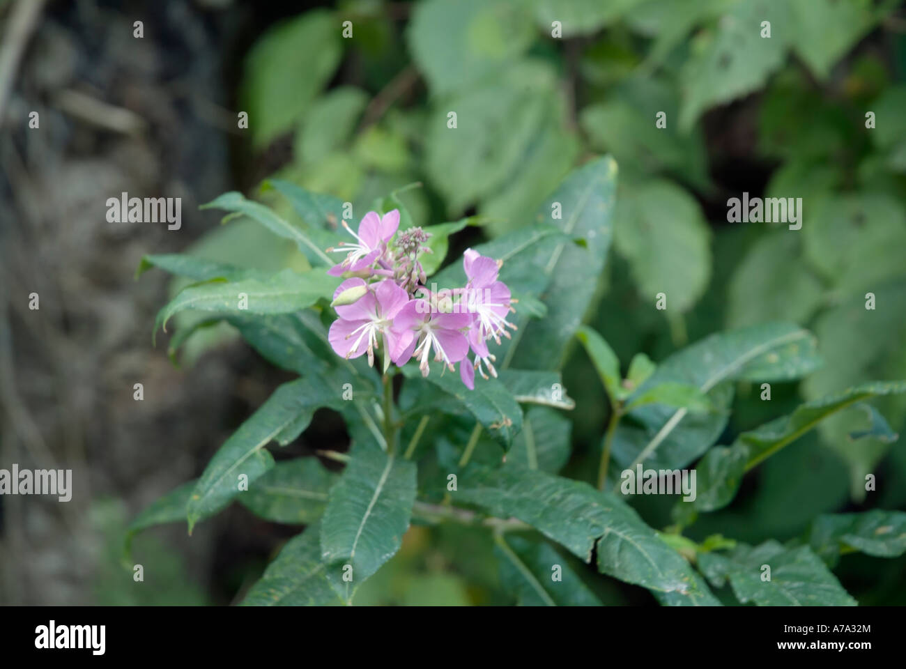 Common Blue Violet Viola papilionacea Stock Photo - Alamy