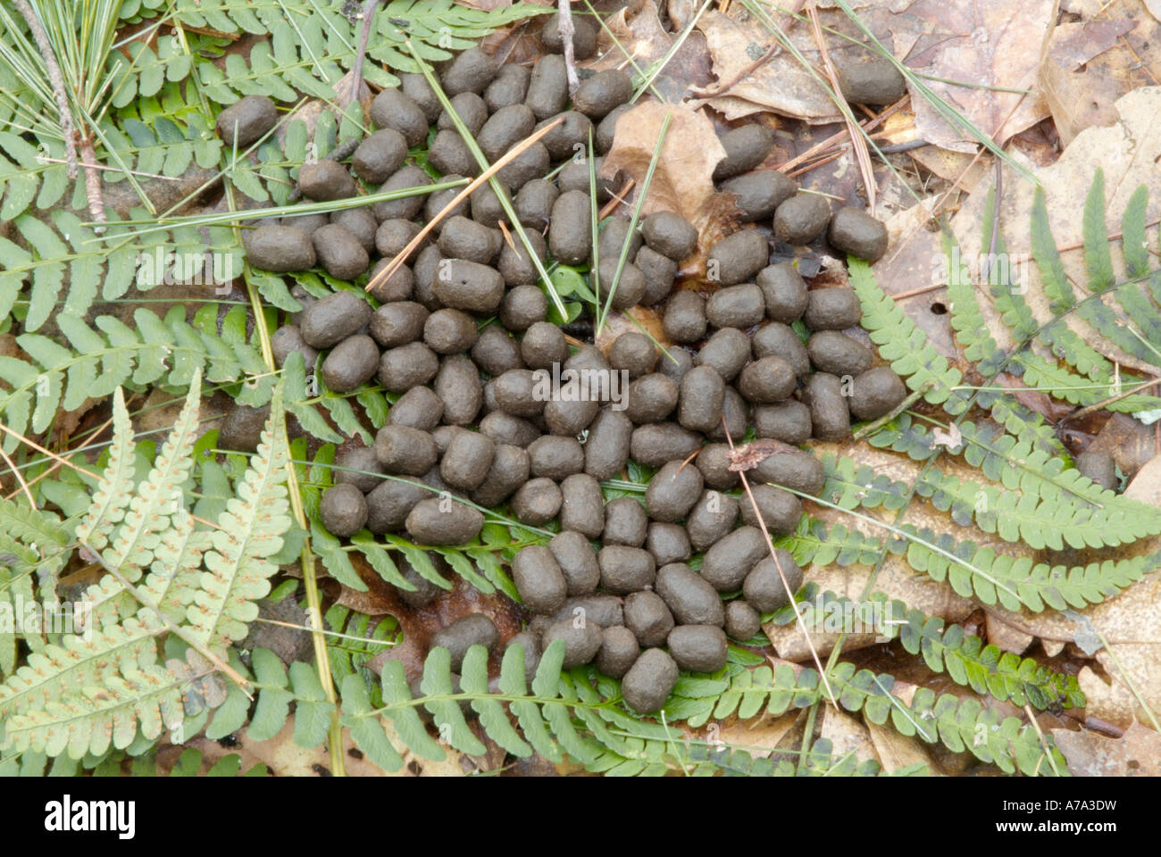 White tailed Deer Odocoileus virginianus scat in a New Hampshire forest ...