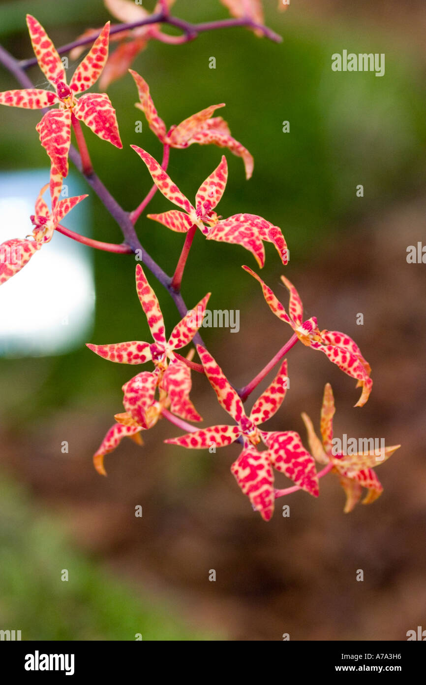 Orchid Renanthera monachica Philippines Stock Photo - Alamy