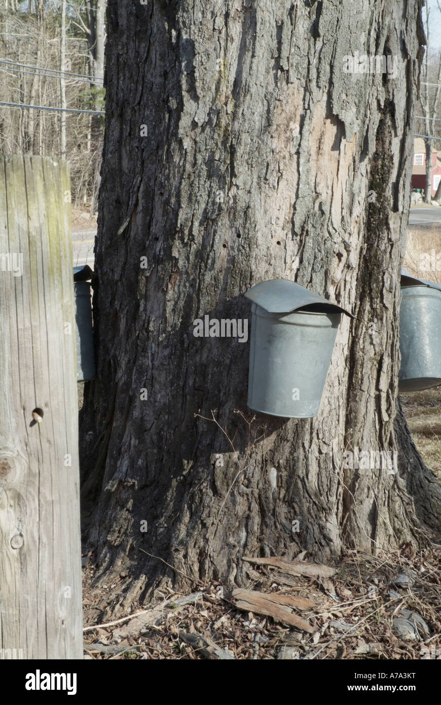 Sap buckets on trees in maple forest hi-res stock photography and ...
