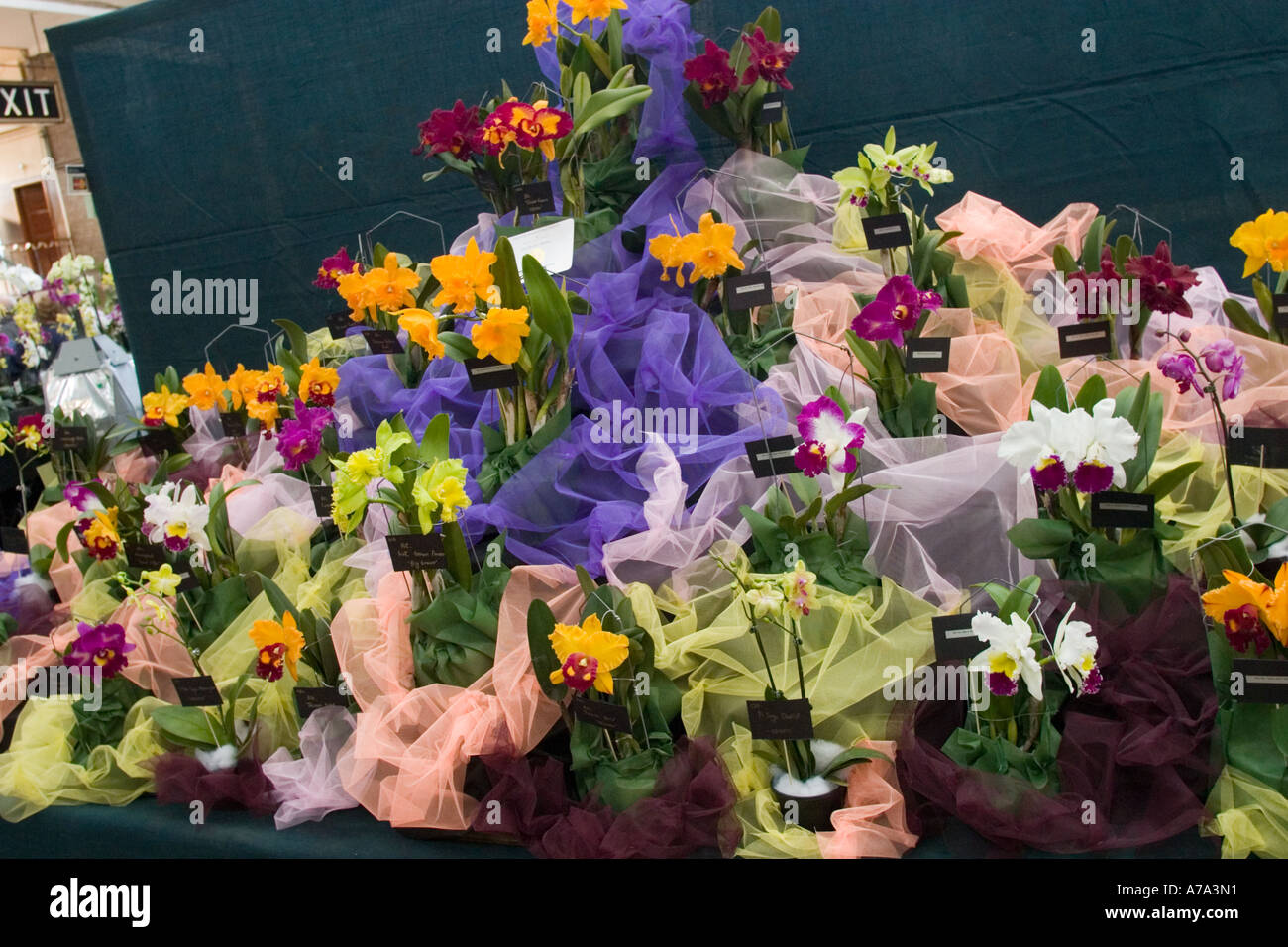 Prize winning orchids hi-res stock photography and images - Alamy