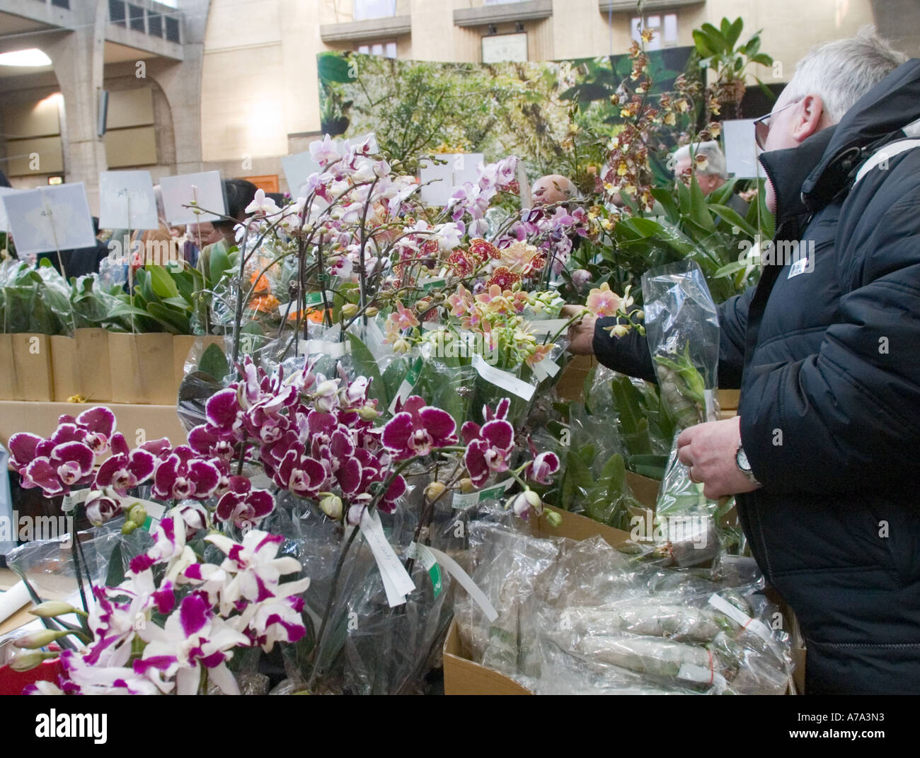 Prize winning orchids hi-res stock photography and images - Alamy