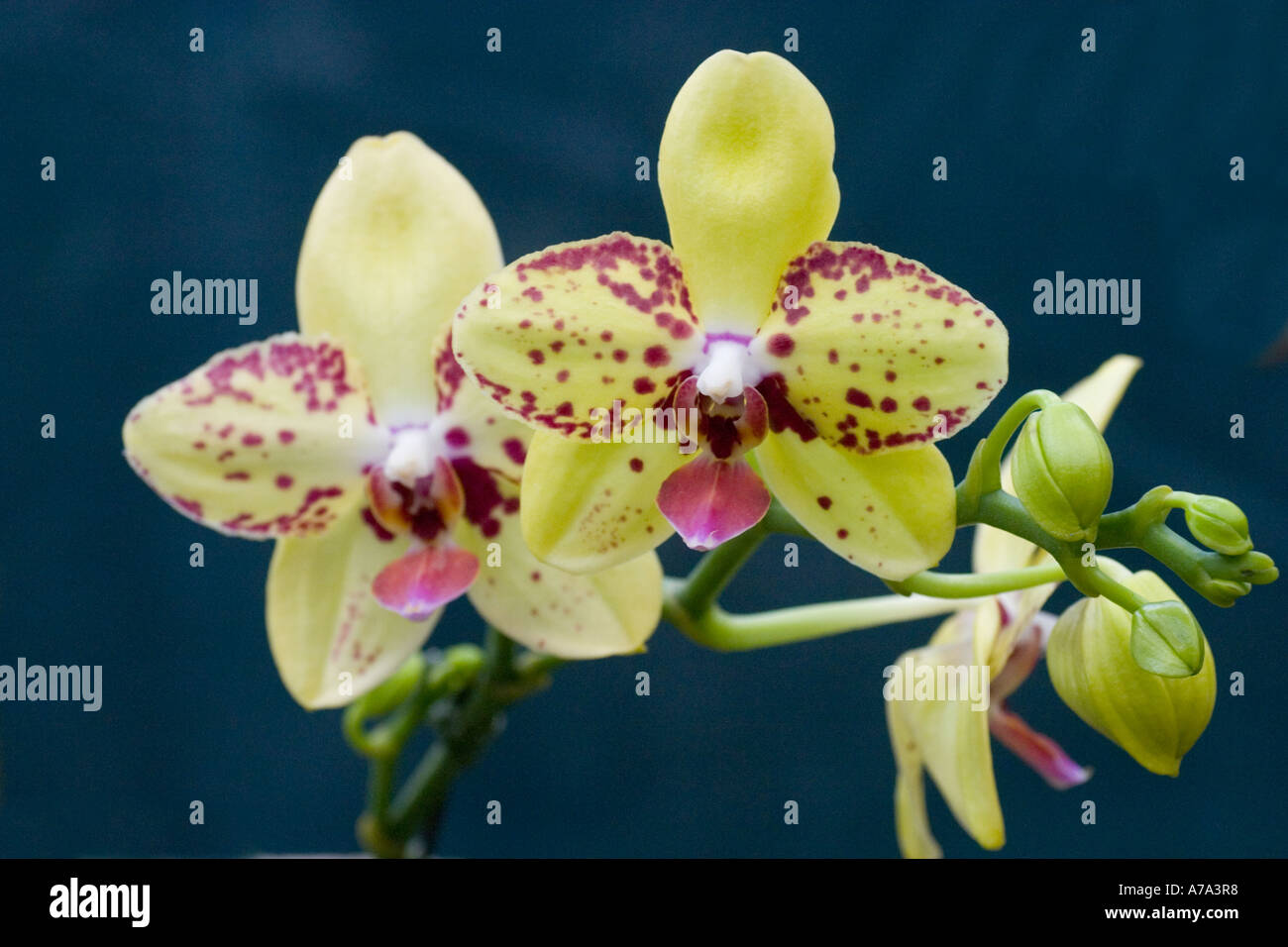Peoker sago hi-res stock photography and images - Alamy