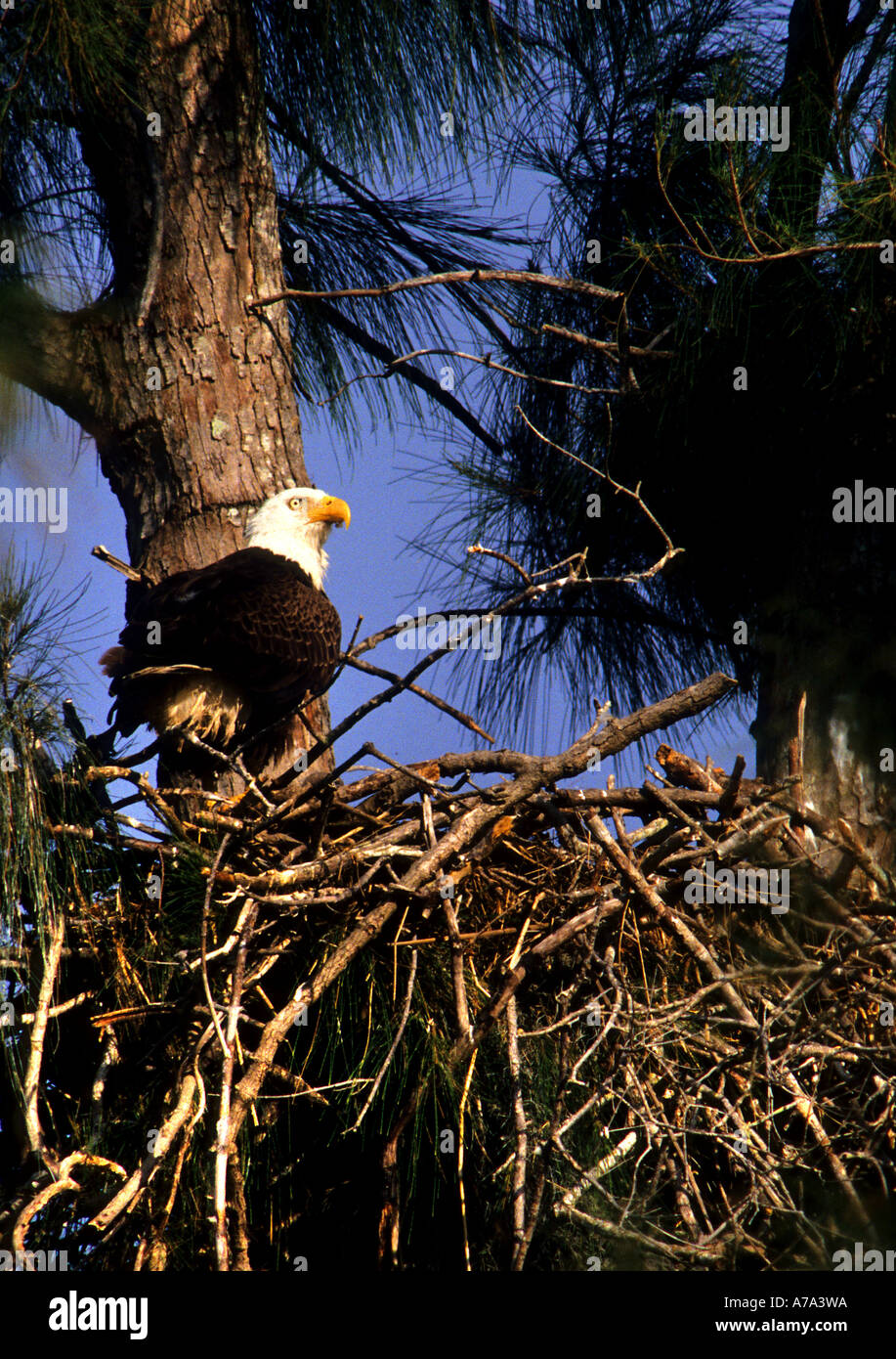 American bald eagle at everglades national park hi-res stock ...