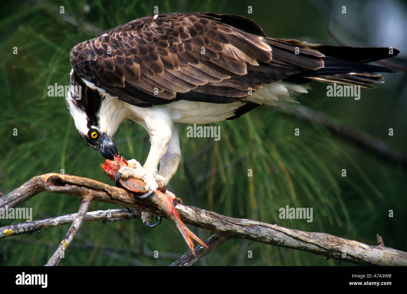 Osprey bird with Fish catch prey Everglades subtropical marshlands ...