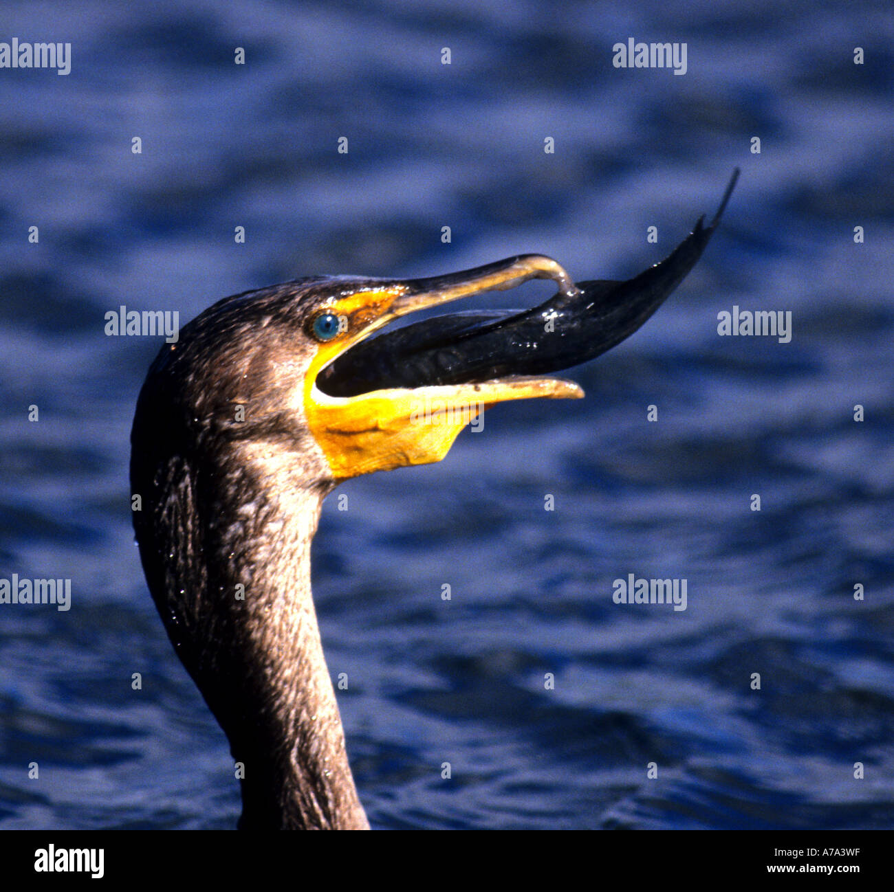 American Darter female eating fish Everglades subtropical marshlands ...