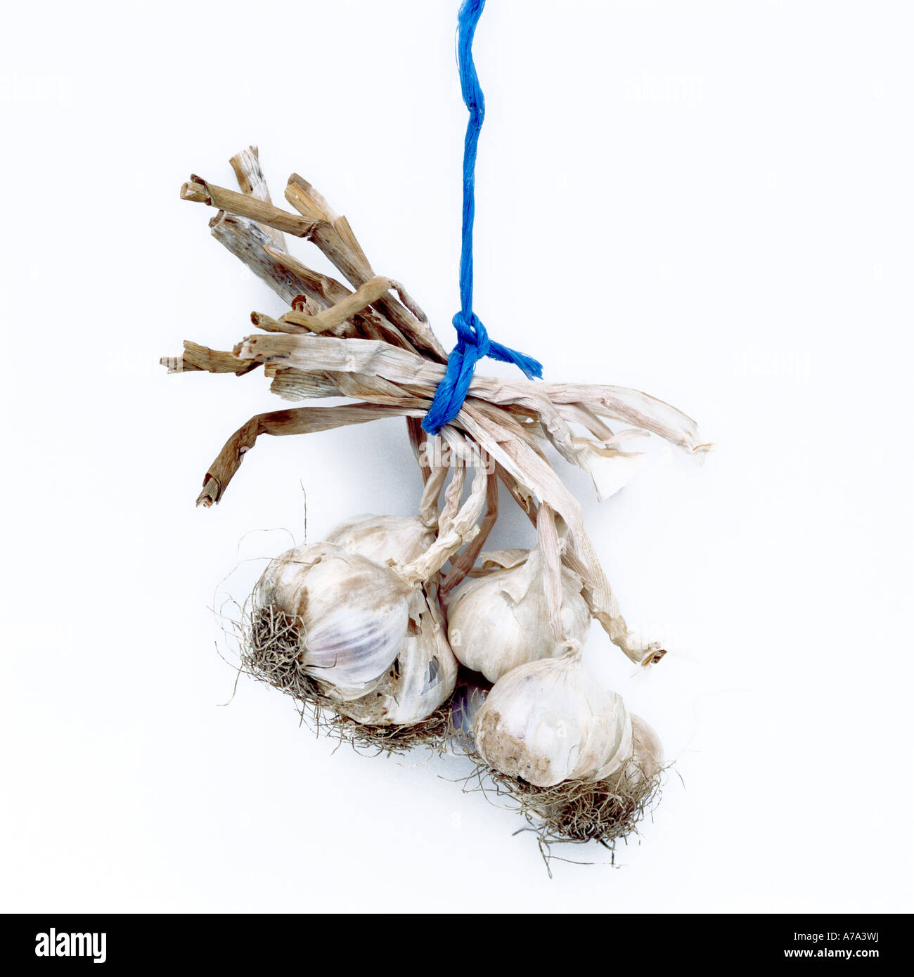 Garlic with blue string Stock Photo - Alamy