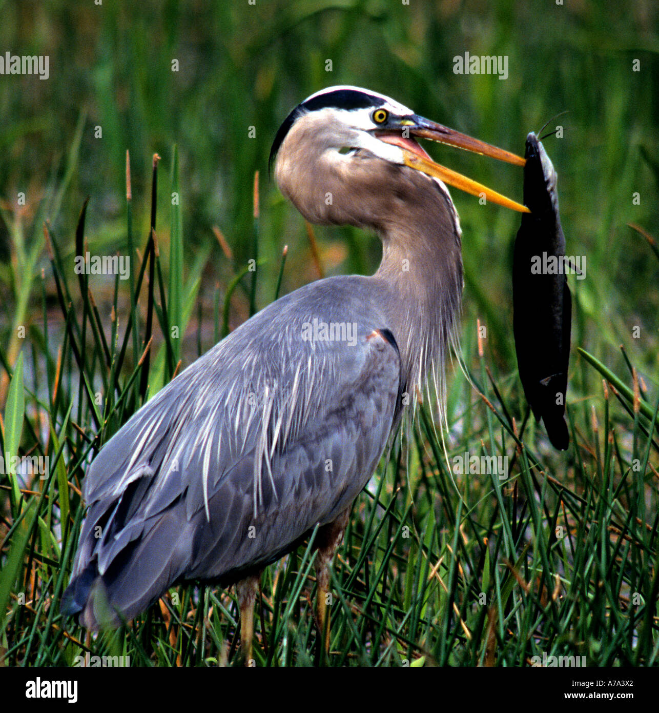 Fisheating bird hi-res stock photography and images - Alamy