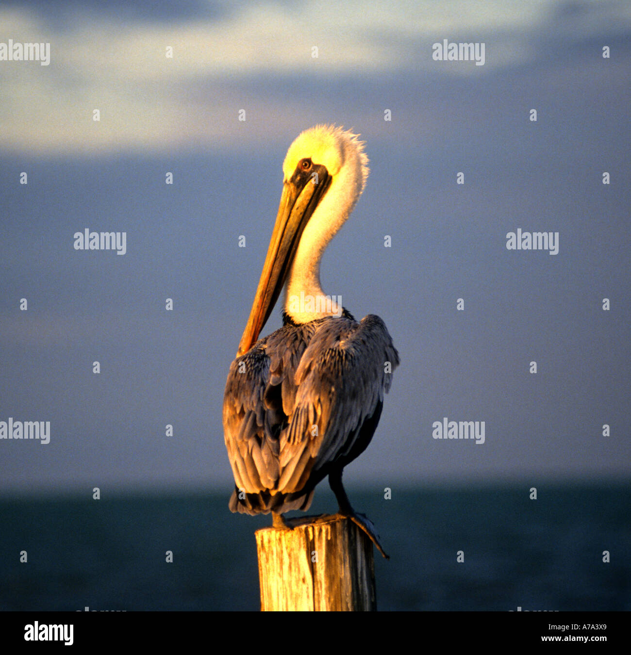 Pelican Everglades Nationalpark Florida Brown, Pelican, Pelicanus ...