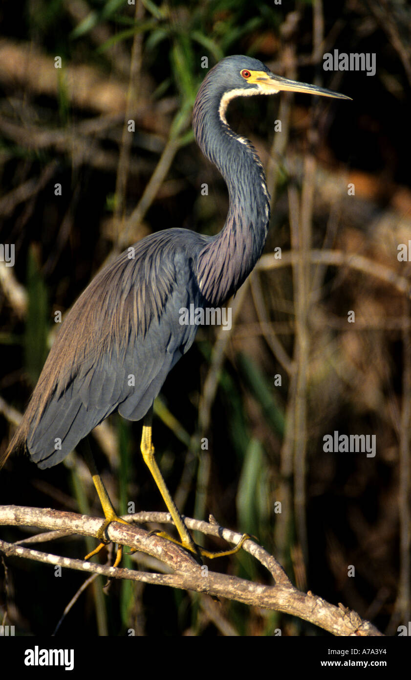 Little Blue Heron Egretta caerulea Everglades Stock Photo - Alamy