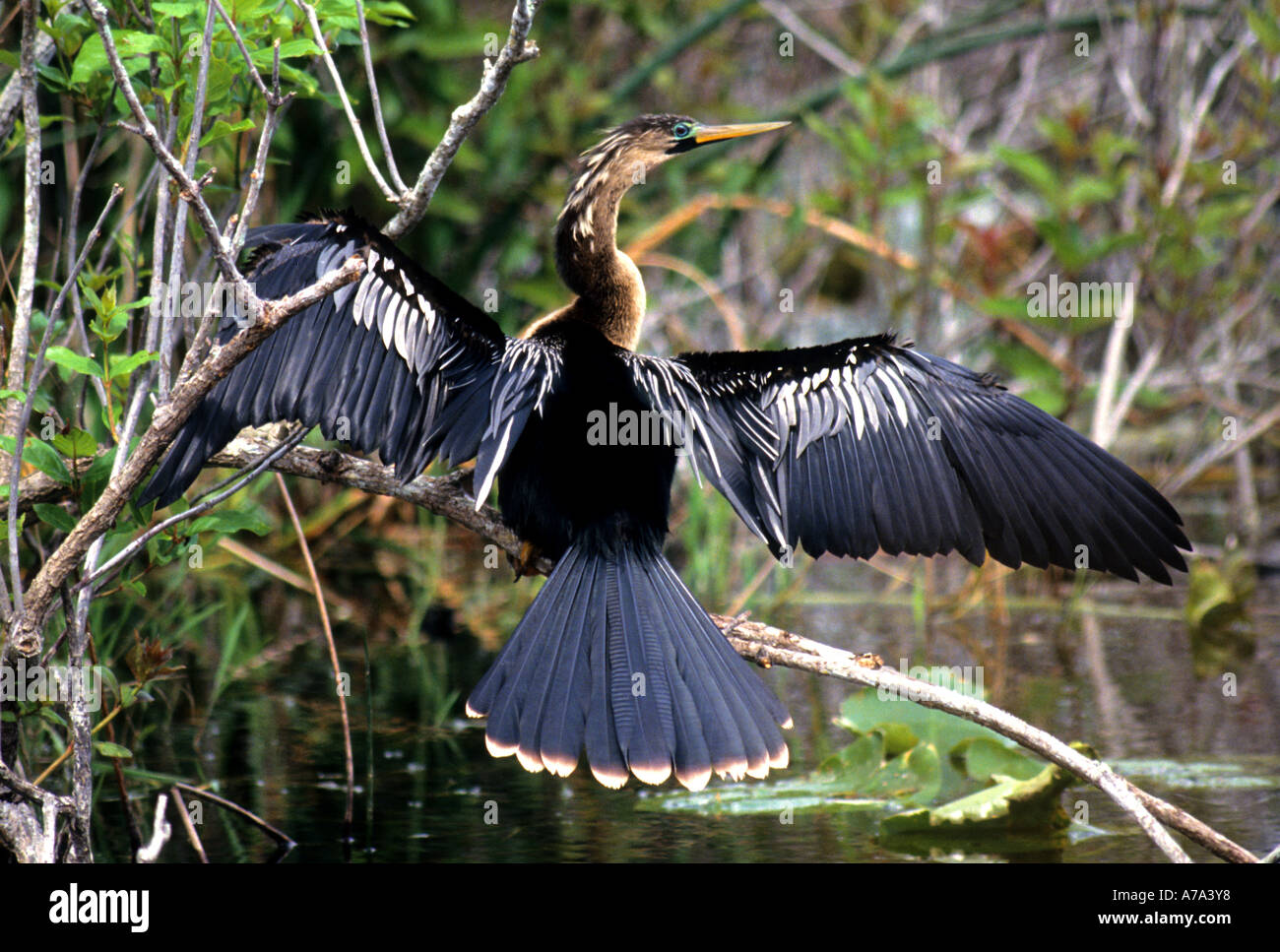 American Darter female drying her wings Everglades national park ...