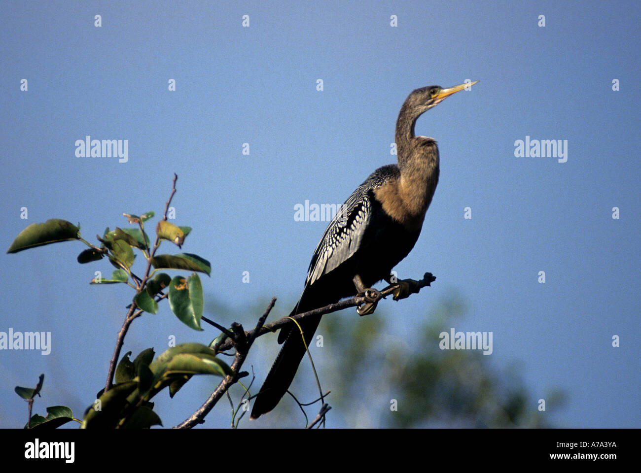 American Darter female Everglades national park Florida USA Anhinga ...