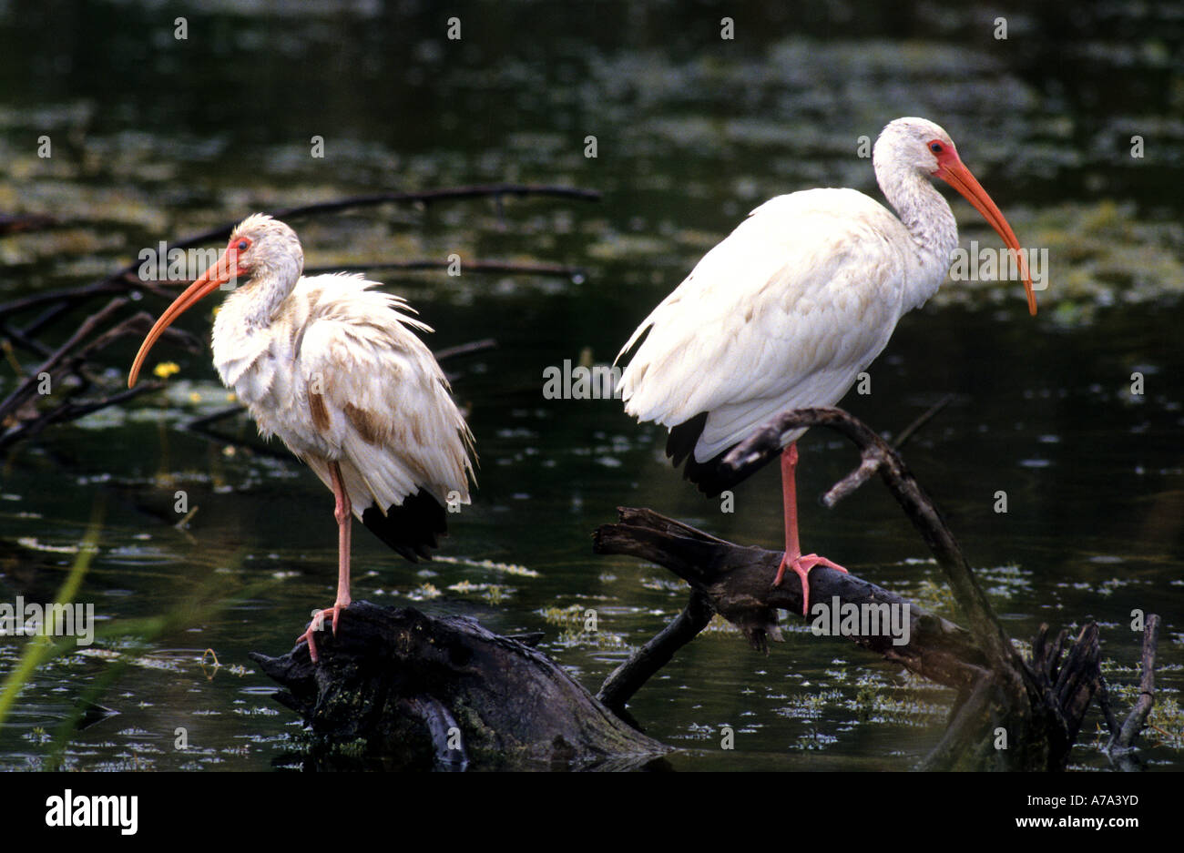 White Ibis Everglades Florida Bird Birds Florida Stock Photo - Alamy