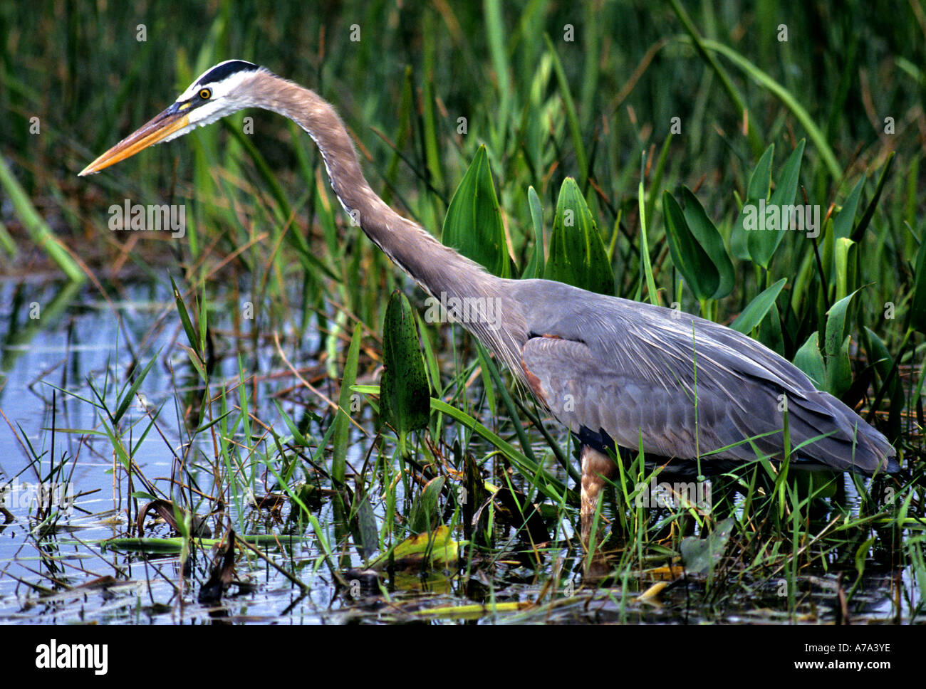 Great Blue Heron Ardea Everglades Florida Bird Birds Stock Photo - Alamy