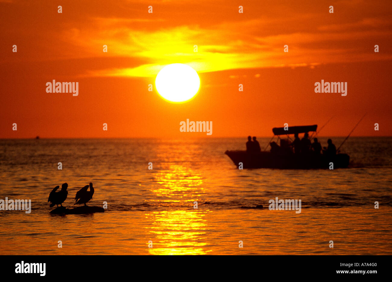 Sunset Pelican Brown Pelicans sun red sea boat Florida Stock Photo - Alamy