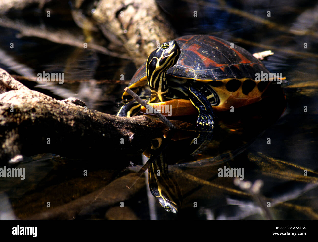 Florida red bellied turtle marshlands Everglades Stock Photo - Alamy