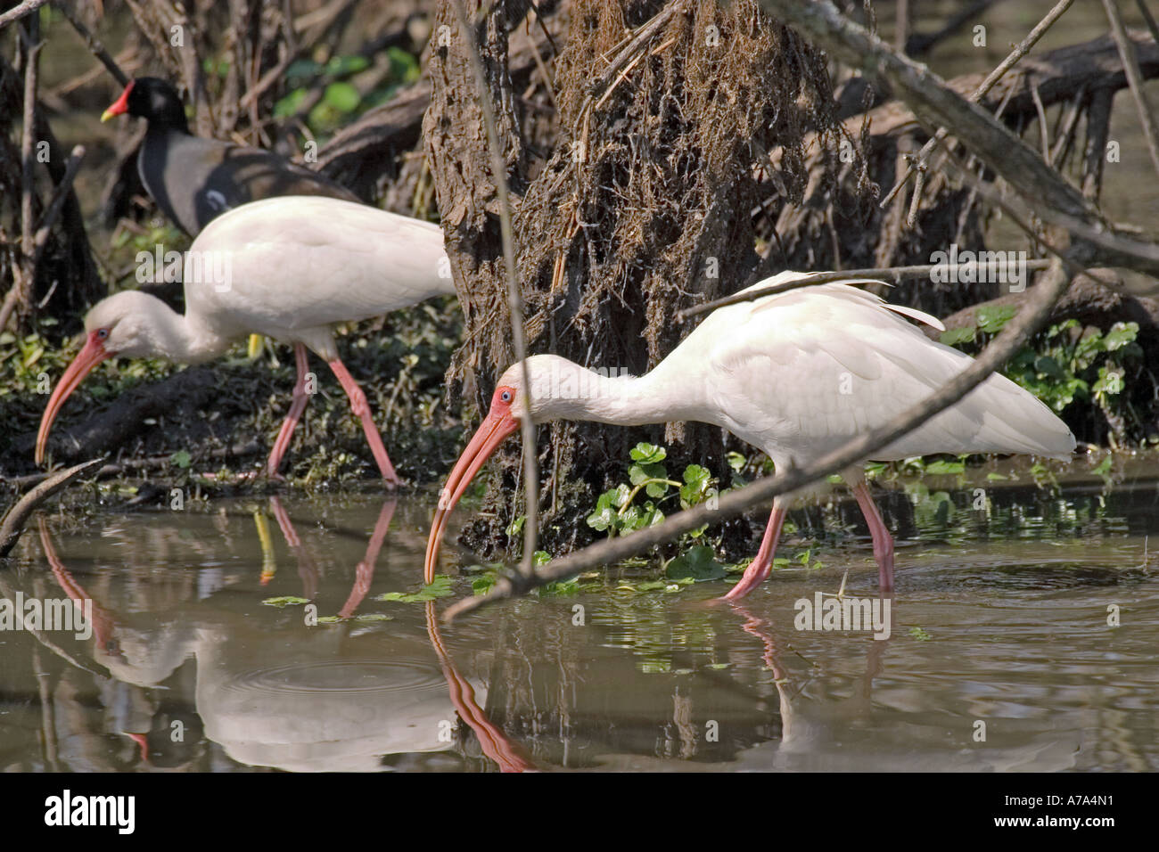 Two ibises hi-res stock photography and images - Alamy